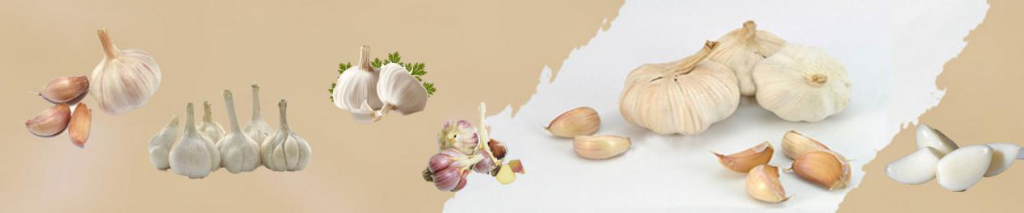 Chinese Garlic Supplier - PIONEER GARLIC GROUP